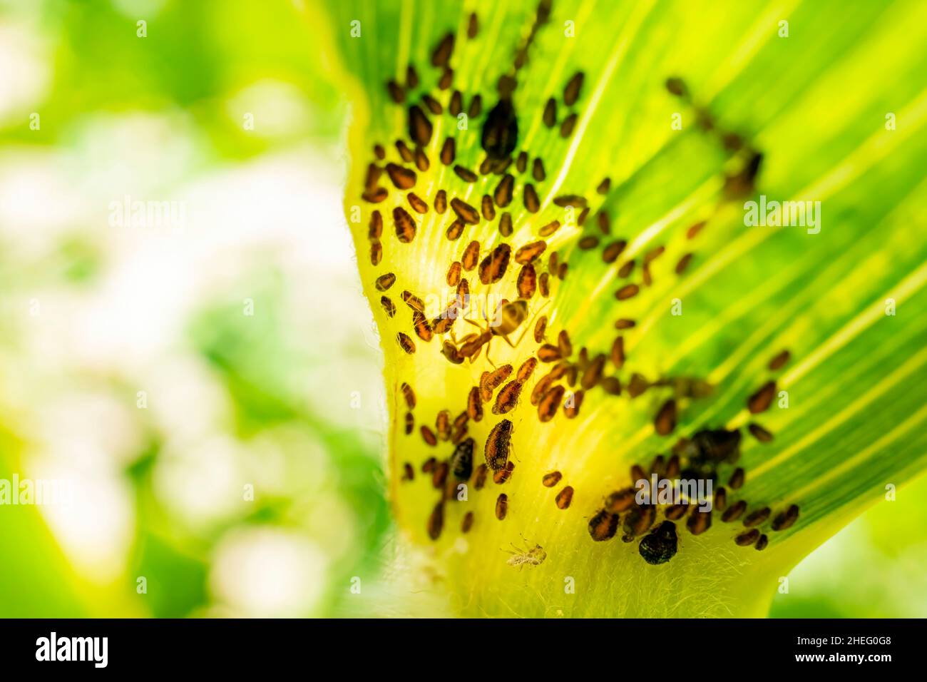 Corn pests hi-res stock photography and images - Alamy