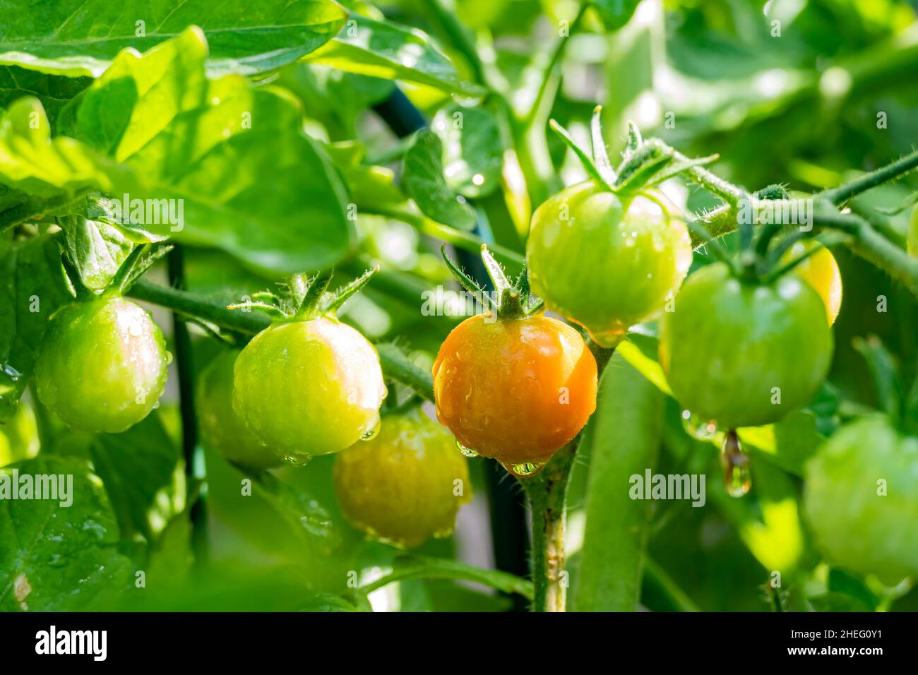 Growing tomato in farm garden at Los Angeles Stock Photo - Alamy
