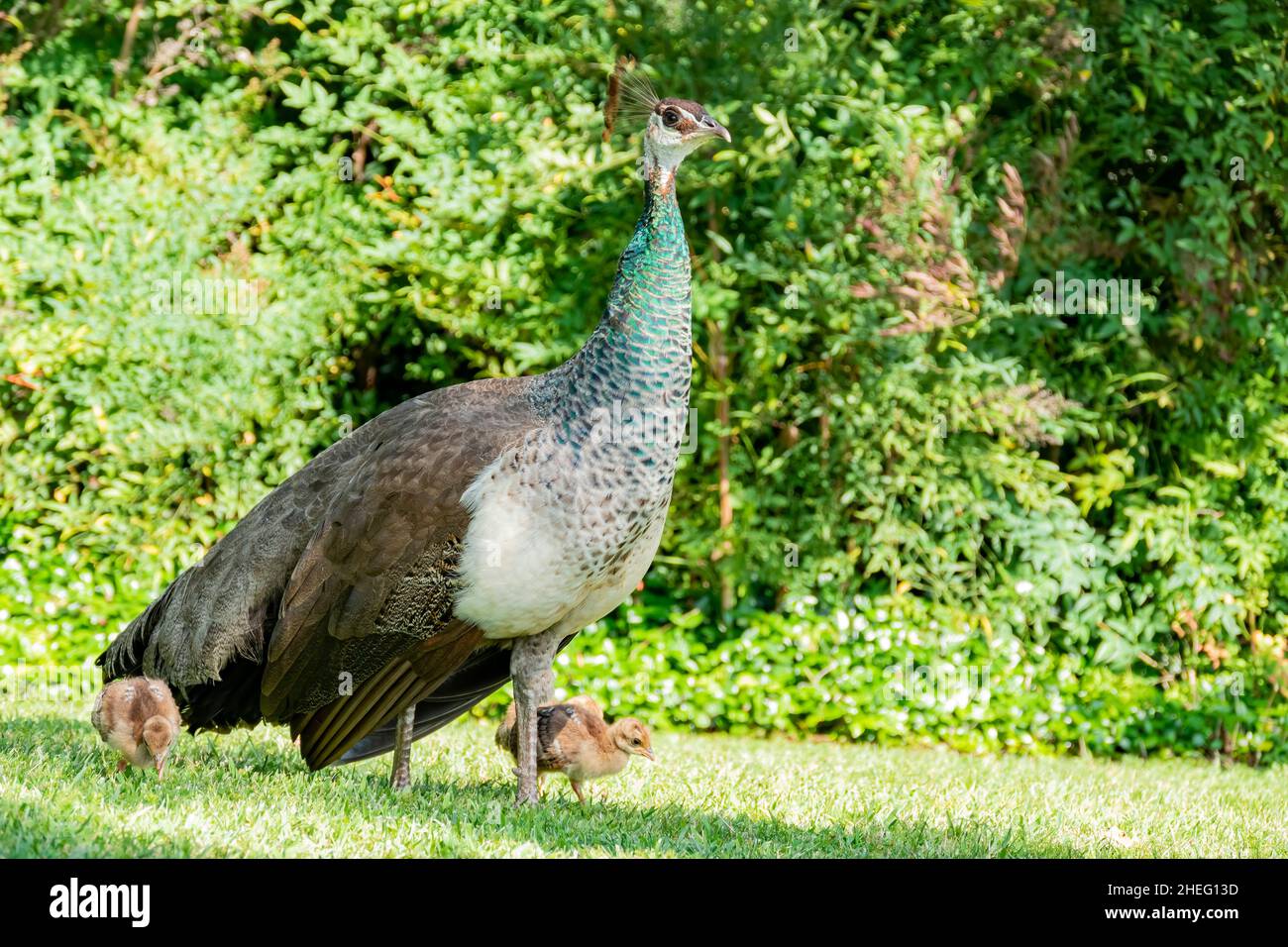 Beautiful female peacock and her child at Los Angeles Stock Photo - Alamy