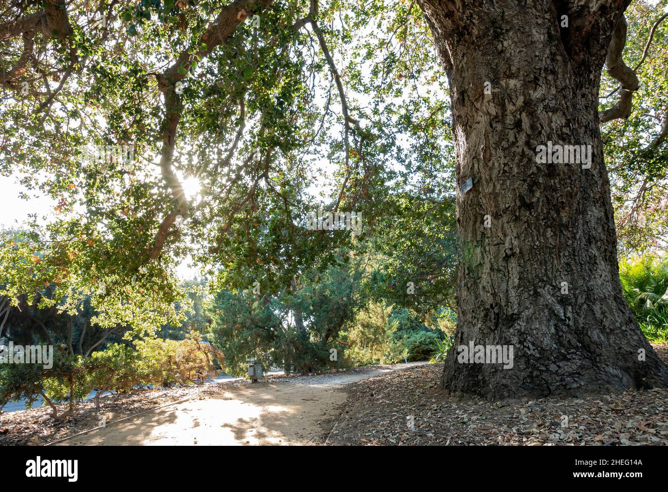 Sunny view of the trail in Los Angeles County Arboretum and Botanic ...