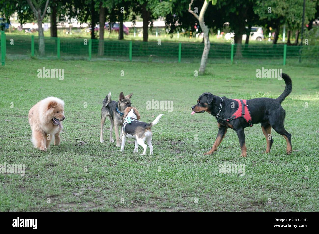 Dog park, group of dogs of different breed playing together. Dog ...