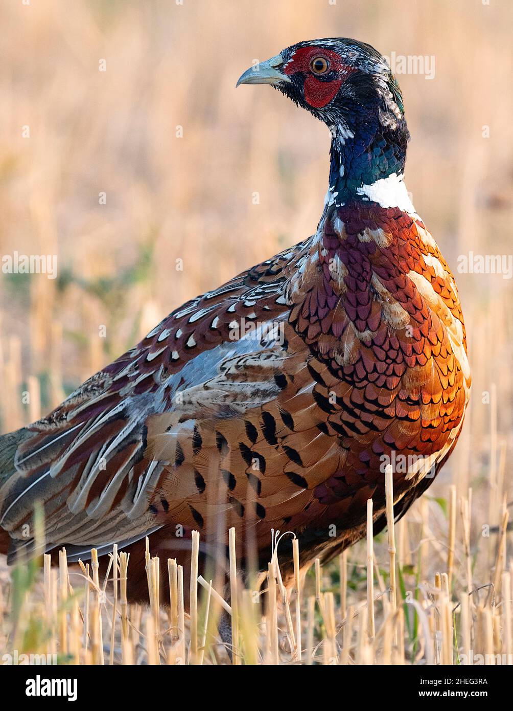 Ringneck Pheasants on the North Dakota Prairie on a late afternoon ...