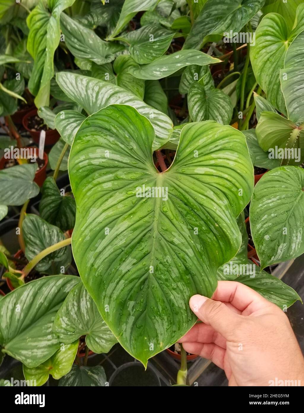 Silver philodendron hi-res stock photography and images - Alamy