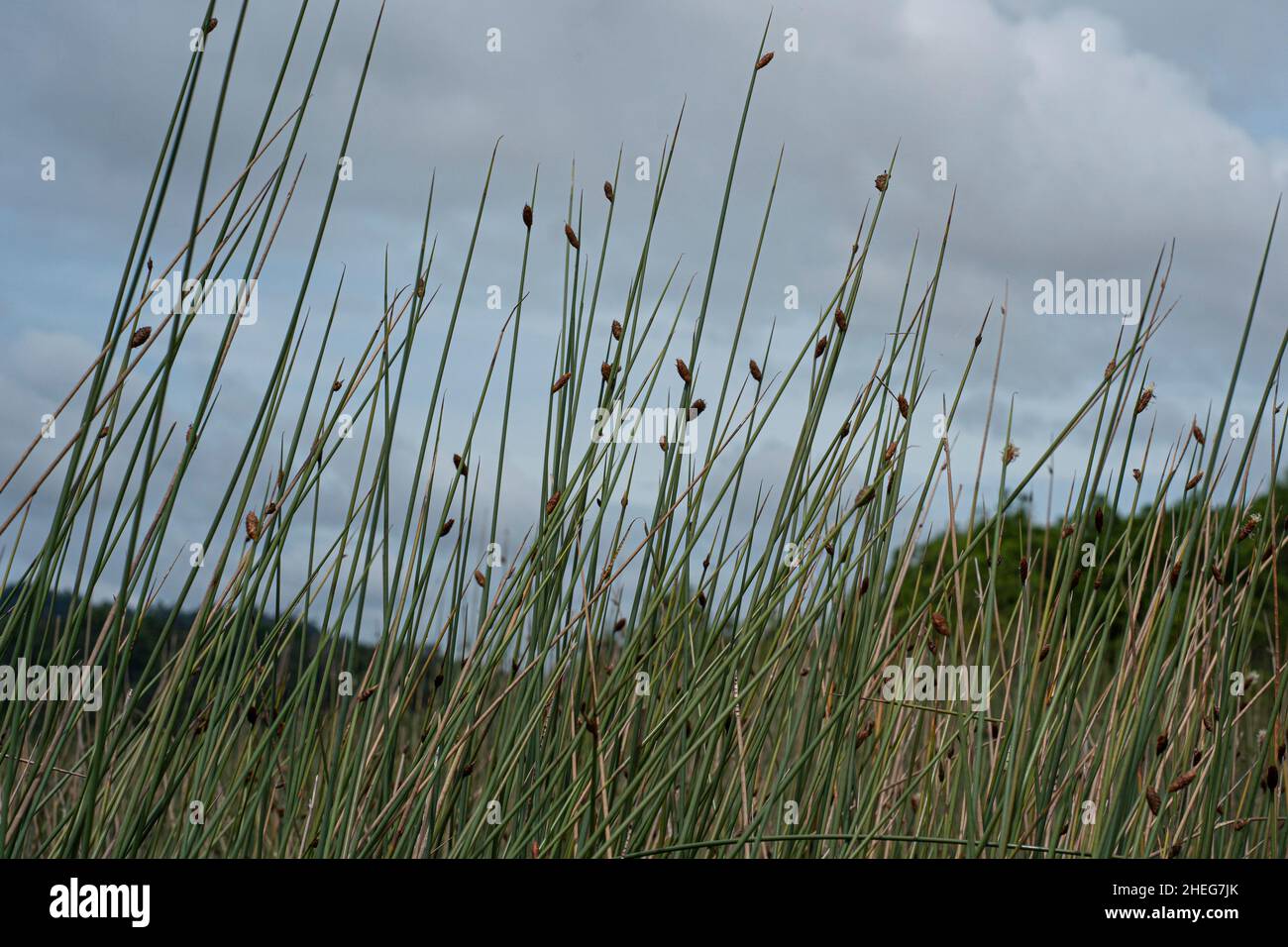 A field of spikerush or locally known as rumput purun or kercut with ...