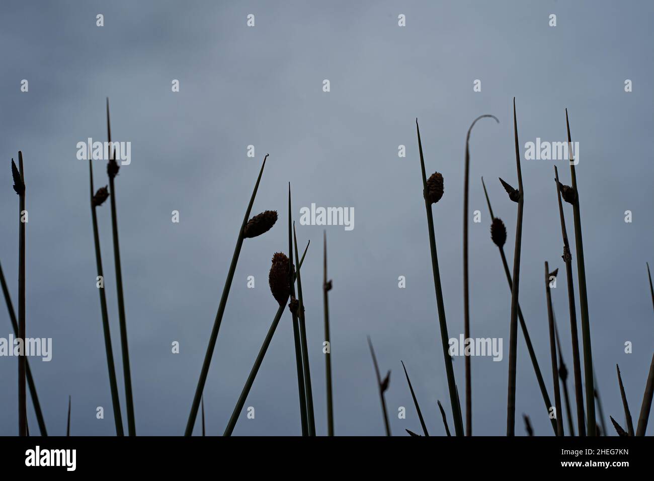 Silhouette of the spikerush or locally known as rumput purun or kercut ...