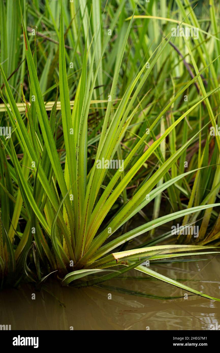 Pandanus weaving hi-res stock photography and images - Alamy