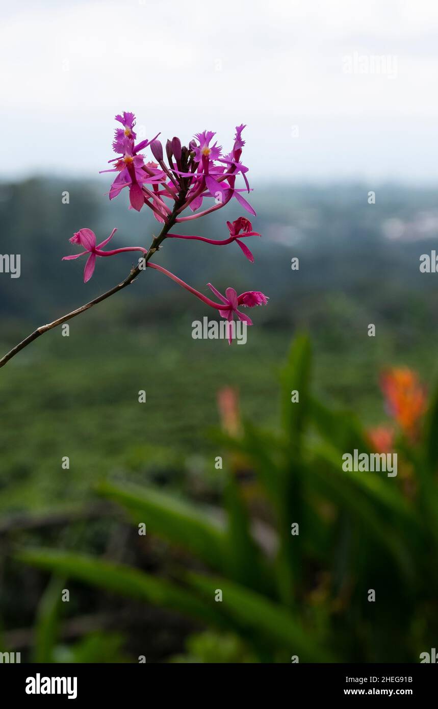 Flower overlooking coffee plantation hi-res stock photography and ...