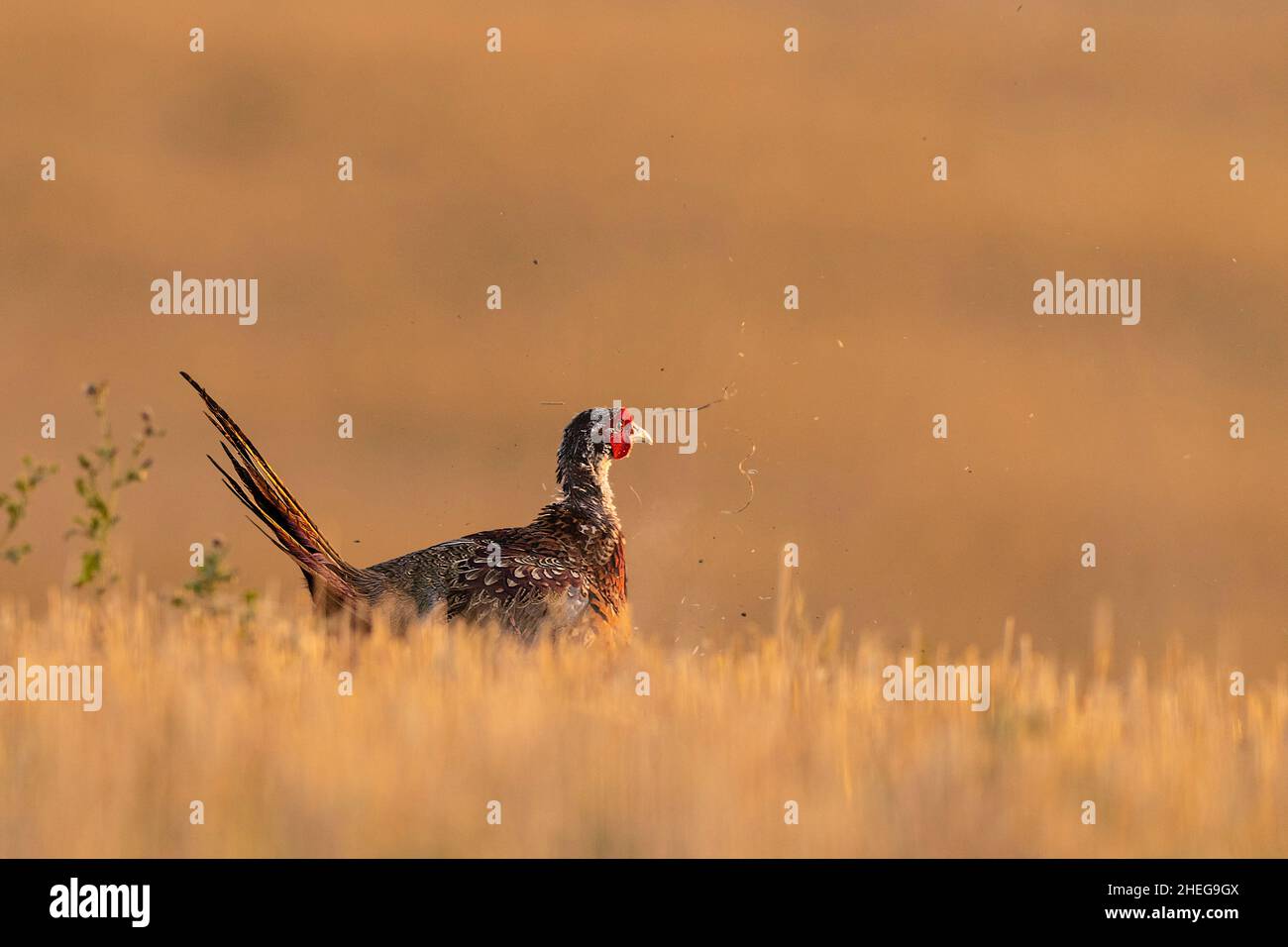 Ringneck Pheasants on the North Dakota Prairie on a late afternoon ...