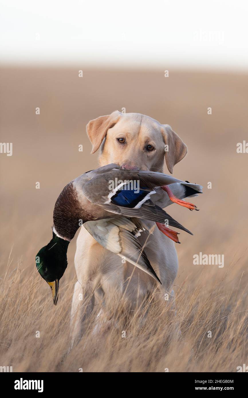A Labrador Retriever with a Drake Mallard in South Dakota Stock Photo ...