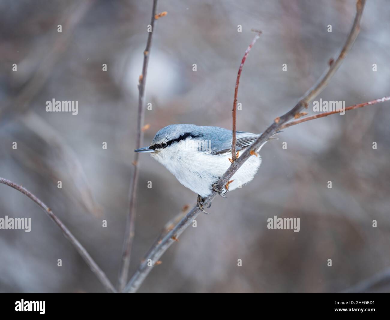 Eurasian nuthatch or wood nuthatch, lat. Sitta europaea, sitting on a ...