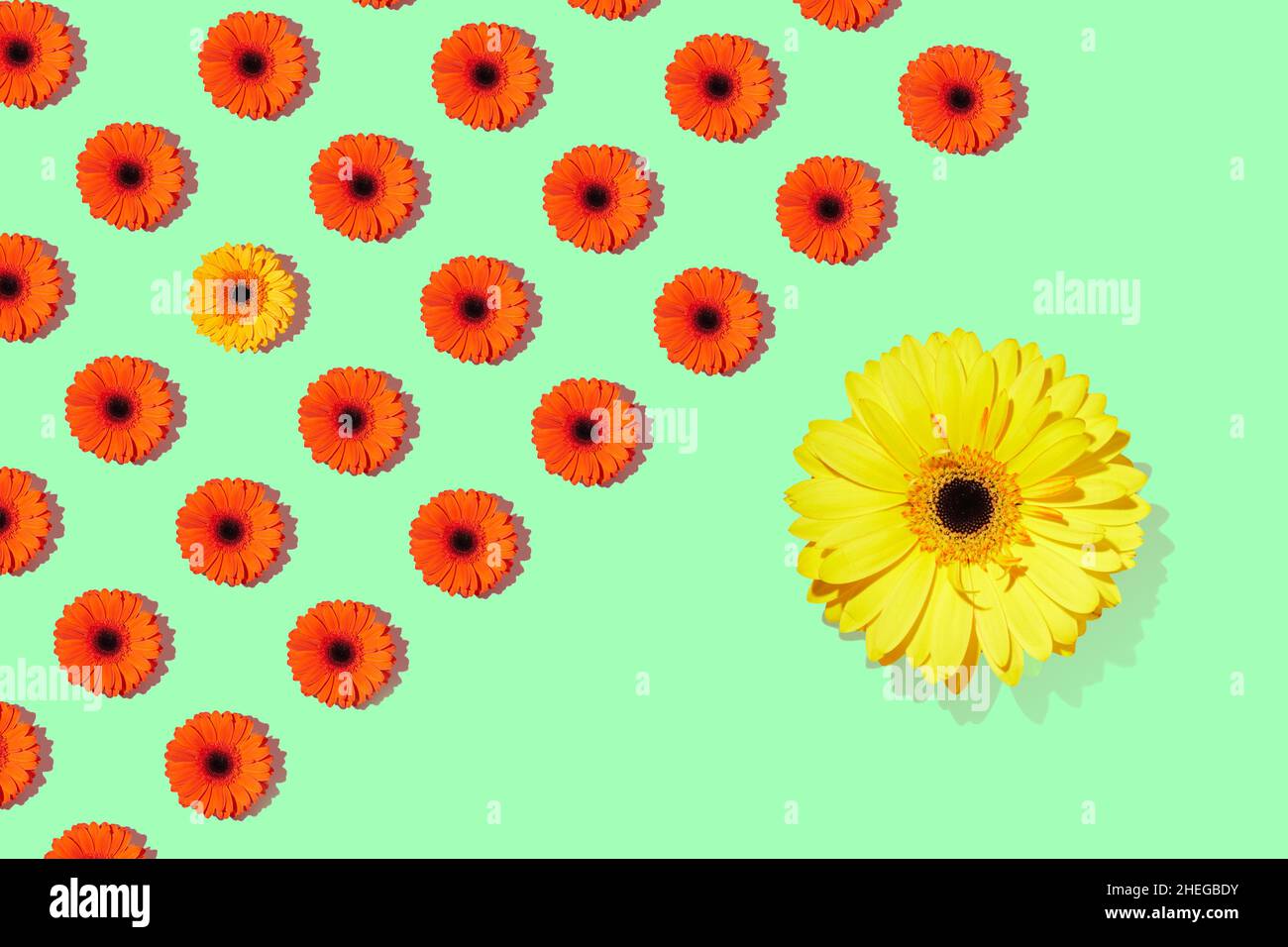 A pattern of gerbera flower on a green background. Valentine's Day. The ...