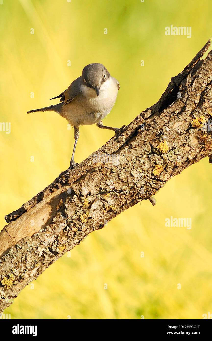 The warbler is a species of passerine bird in the Sylviidae family ...