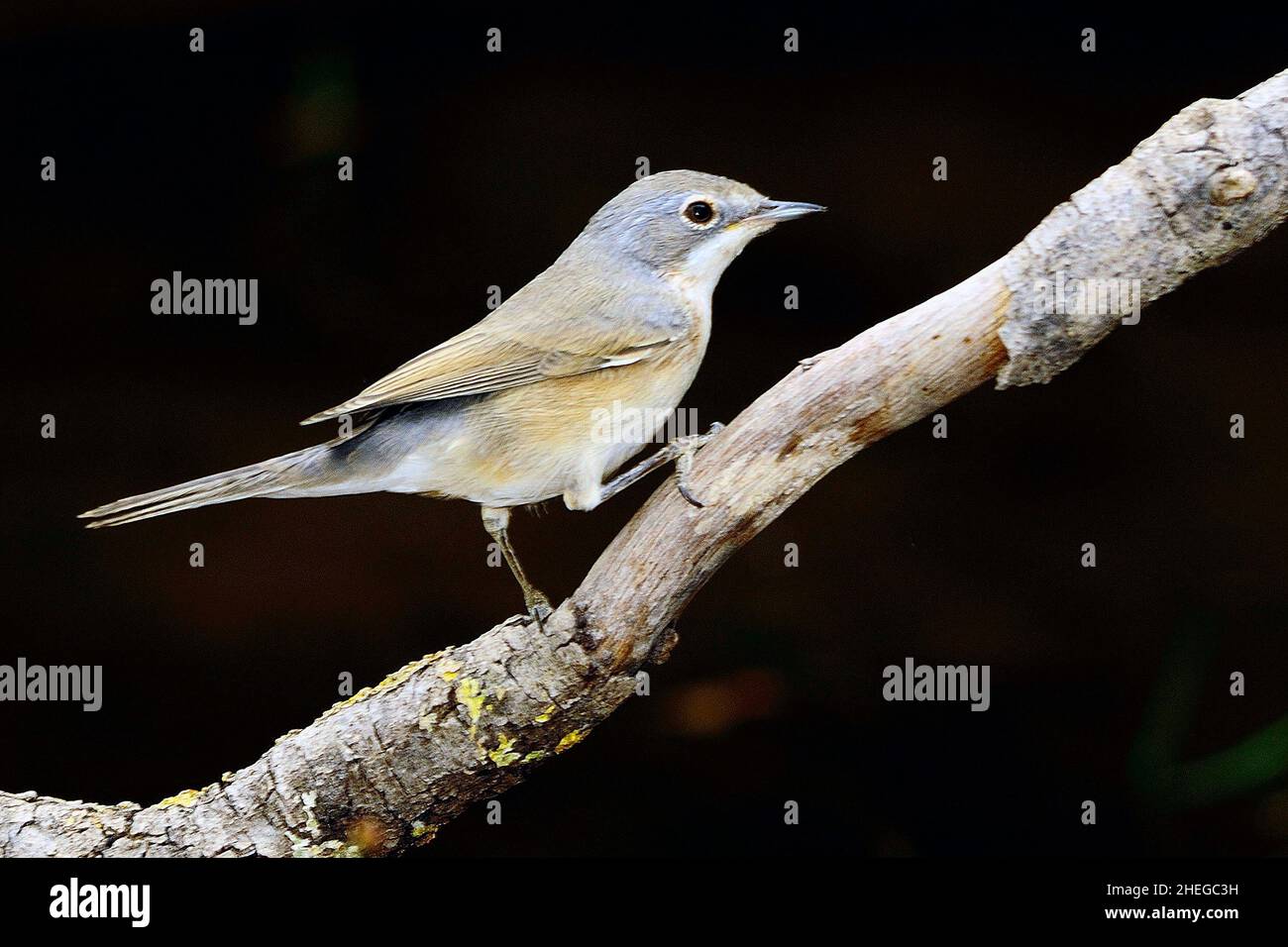 The warbler is a species of passerine bird in the Sylviidae family ...