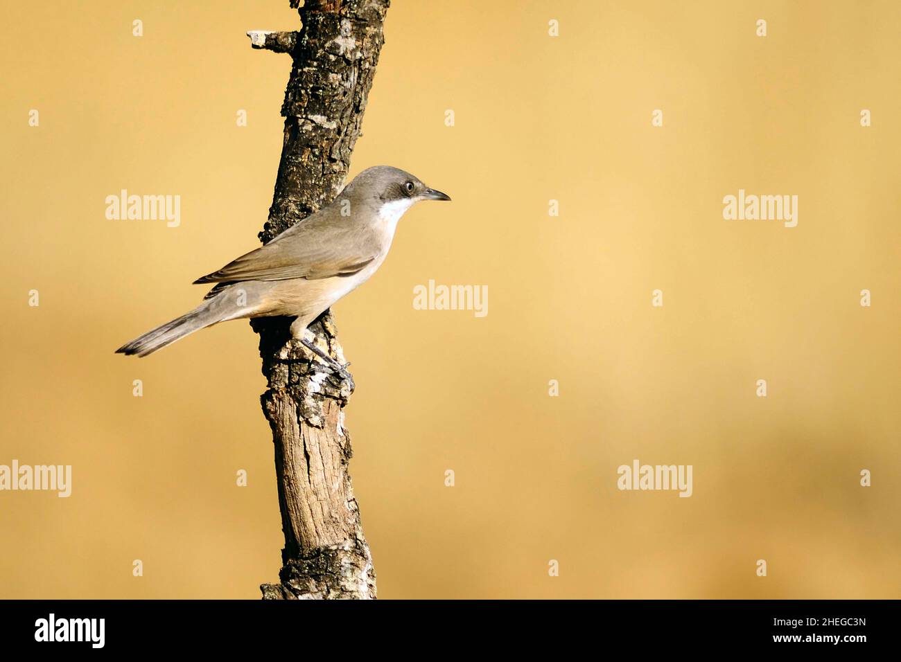 The warbler is a species of passerine bird in the Sylviidae family ...