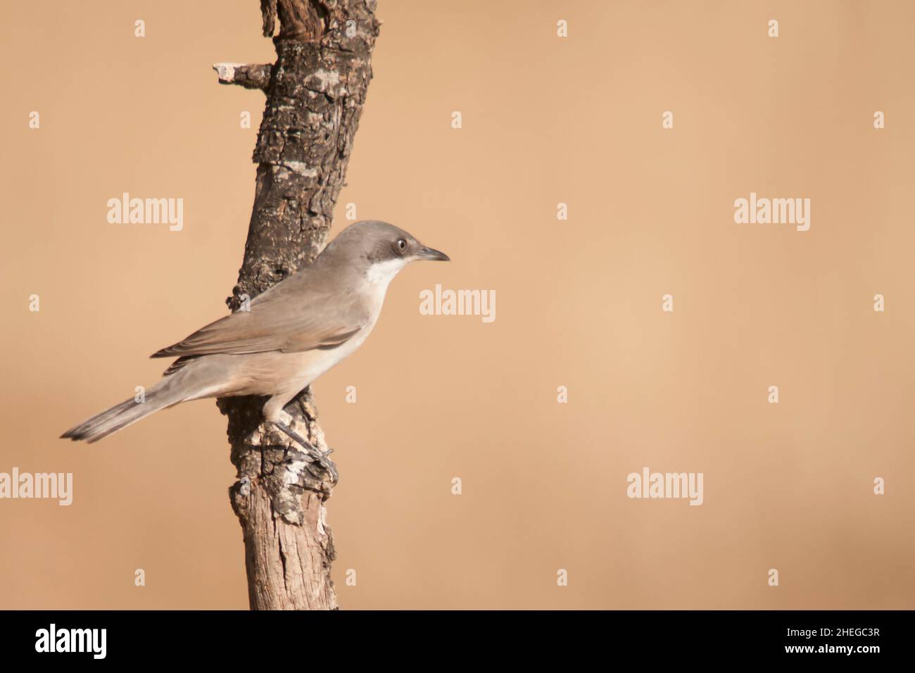 The warbler is a species of passerine bird in the Sylviidae family ...