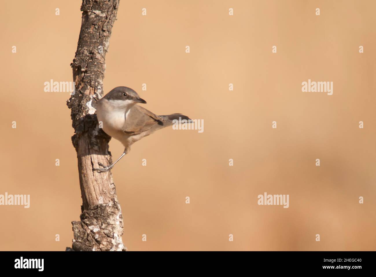 The warbler is a species of passerine bird in the Sylviidae family ...