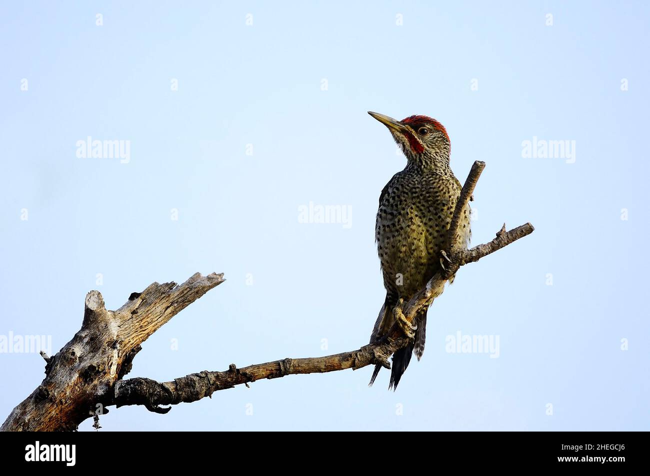The Iberian woodpecker, or simply Iberian woodpecker, is a species of ...