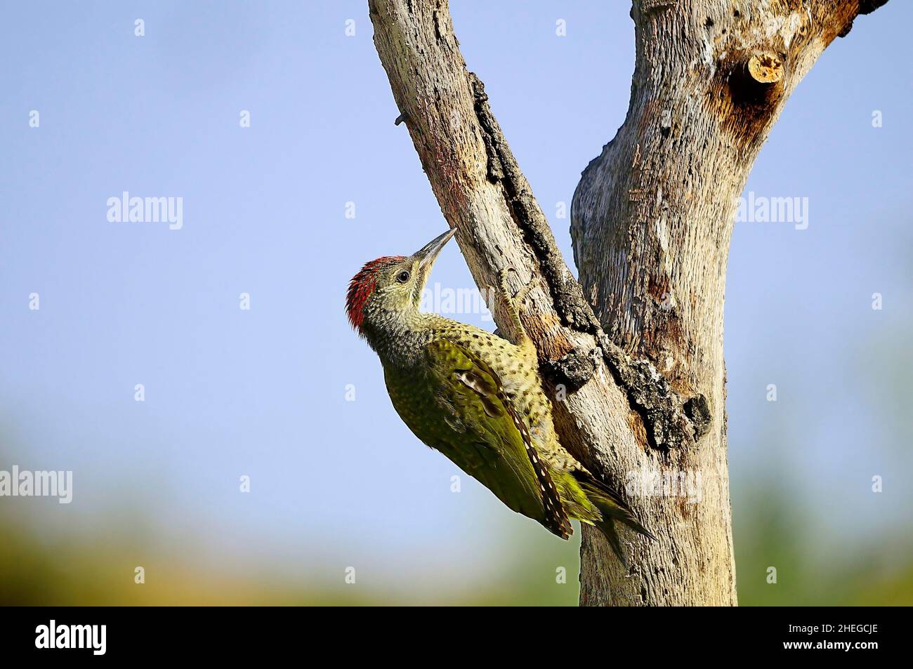 The Iberian woodpecker, or simply Iberian woodpecker, is a species of ...