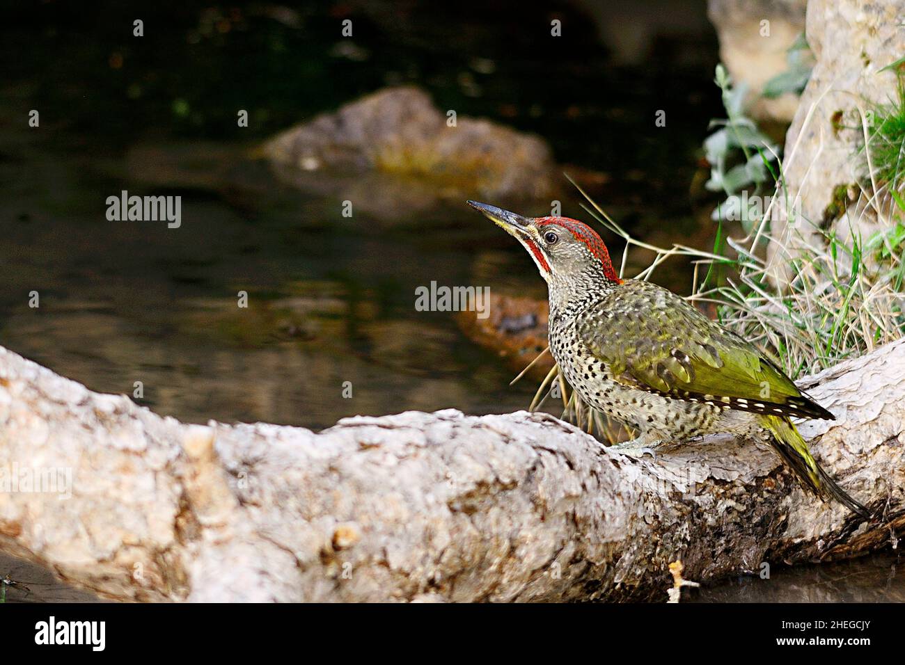 The Iberian woodpecker, or simply Iberian woodpecker, is a species of ...