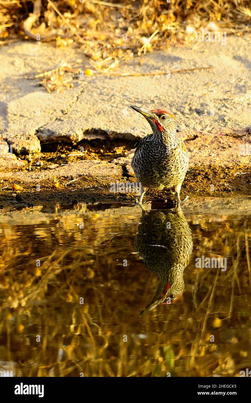 The Iberian woodpecker, or simply Iberian woodpecker, is a species of ...