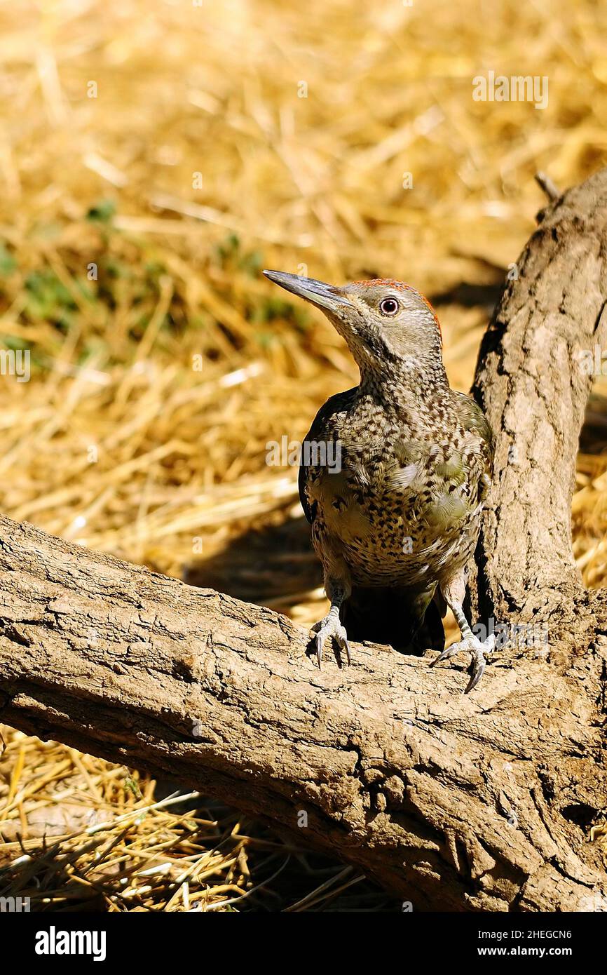 The Iberian woodpecker, or simply Iberian woodpecker, is a species of ...