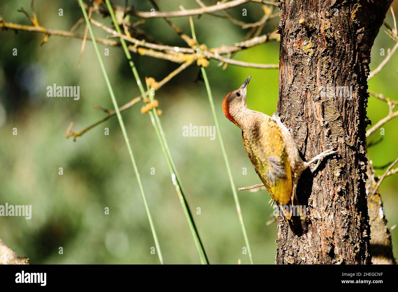 The Iberian woodpecker, or simply Iberian woodpecker, is a species of ...