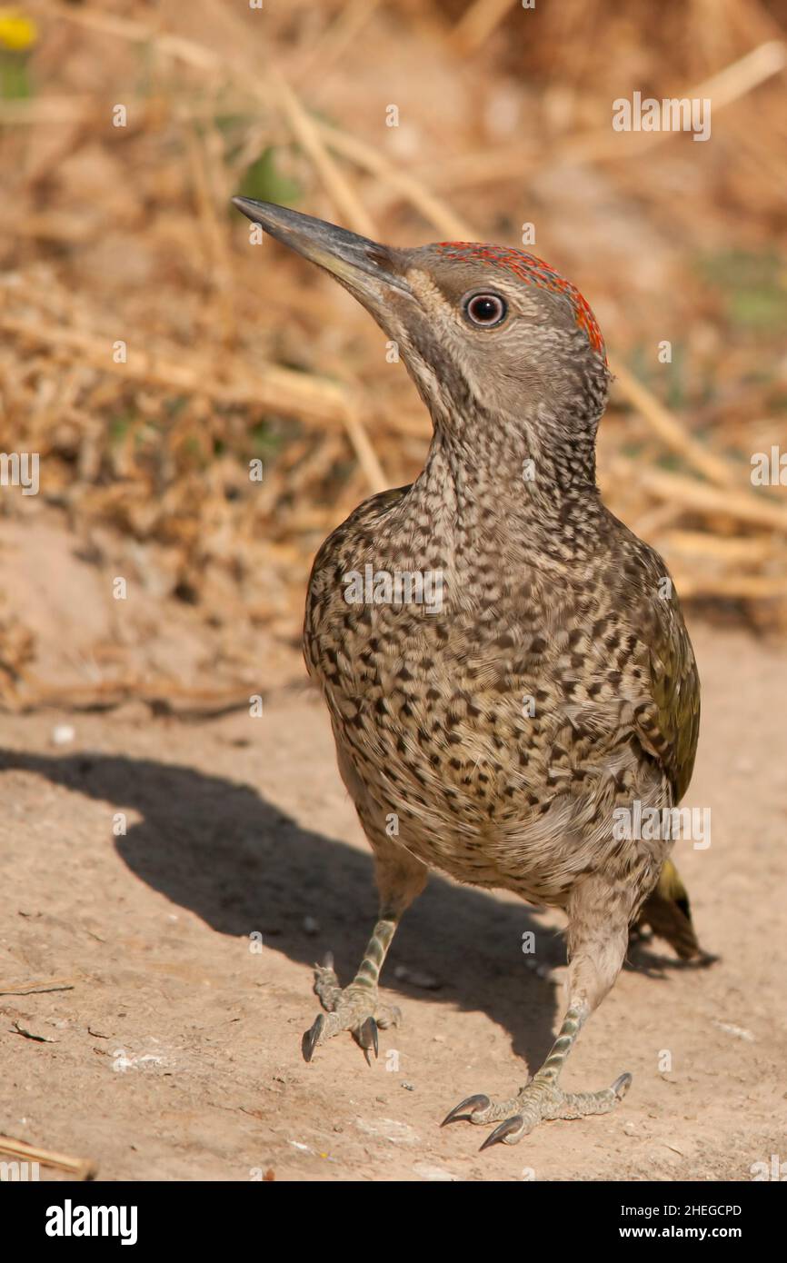 The Iberian woodpecker, or simply Iberian woodpecker, is a species of ...