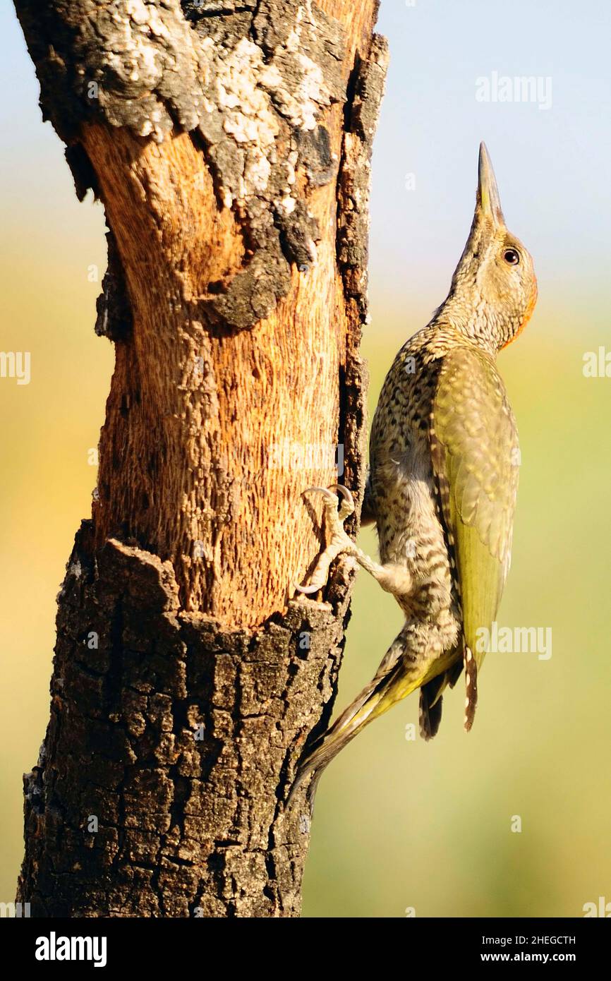 The Iberian woodpecker, or simply Iberian woodpecker, is a species of ...