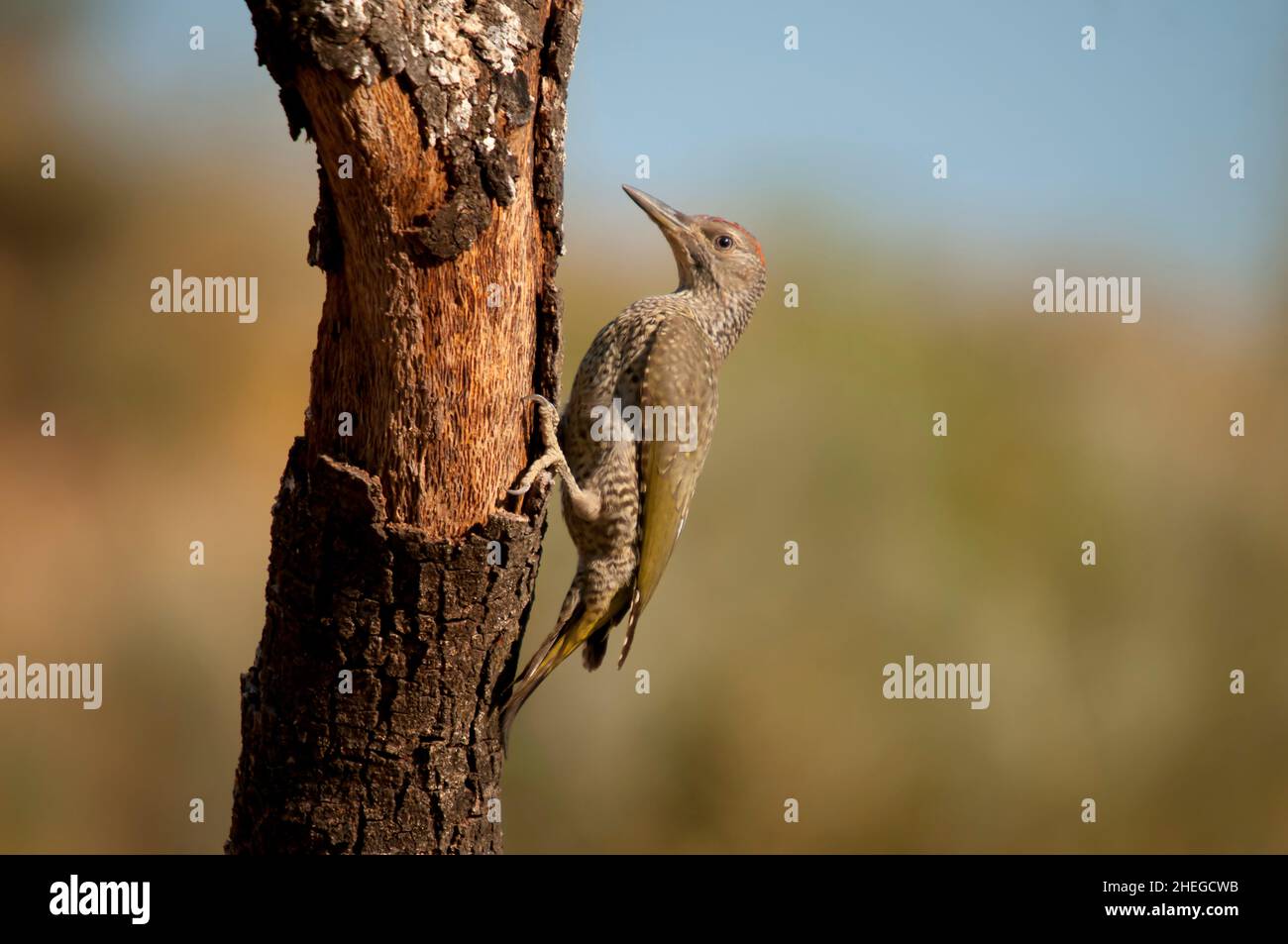 The Iberian woodpecker, or simply Iberian woodpecker, is a species of ...