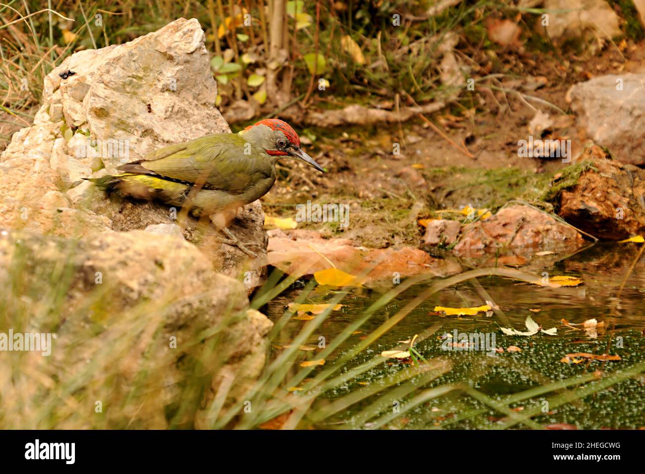 The Iberian woodpecker, or simply Iberian woodpecker, is a species of ...