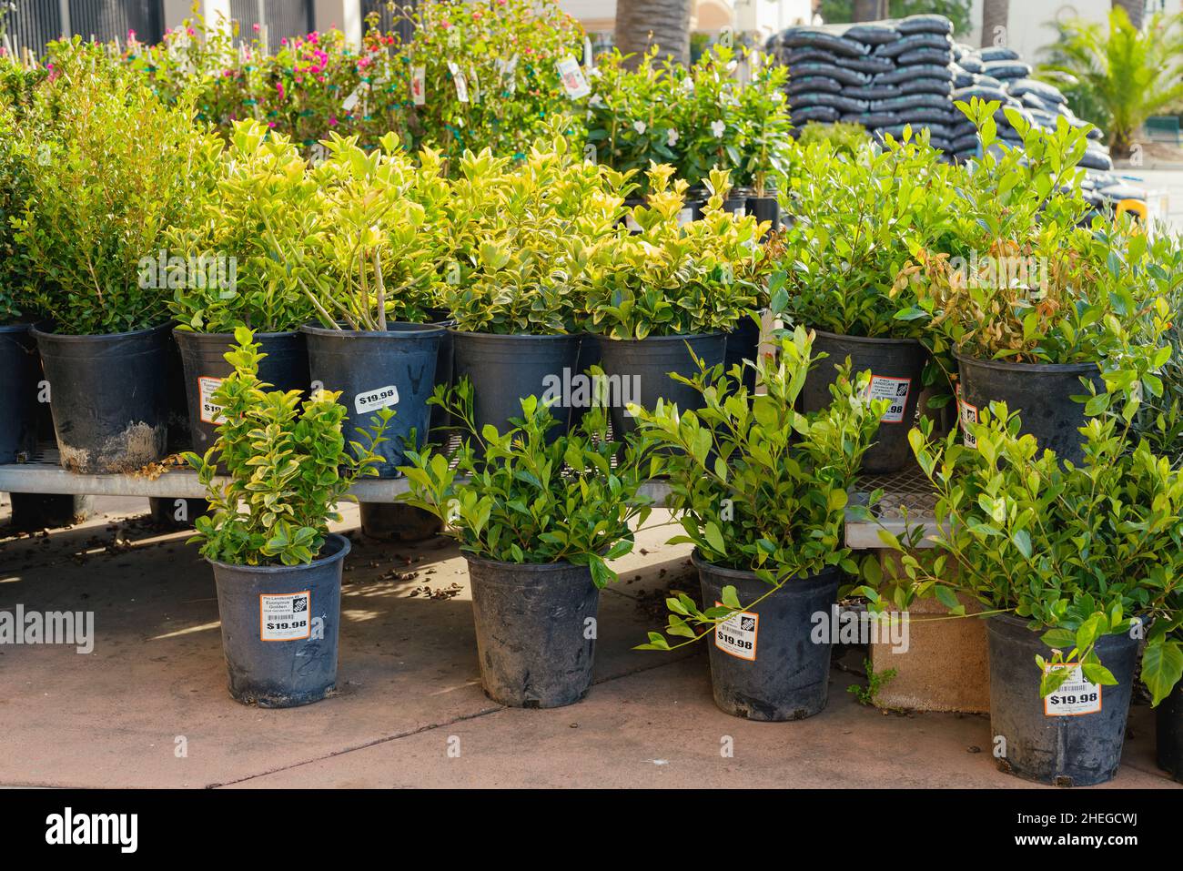 Santa Maria, California, USA - January 10, 2022. Garden center and ...