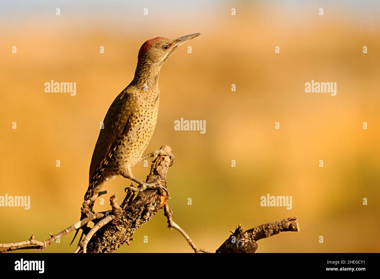 The Iberian woodpecker, or simply Iberian woodpecker, is a species of ...