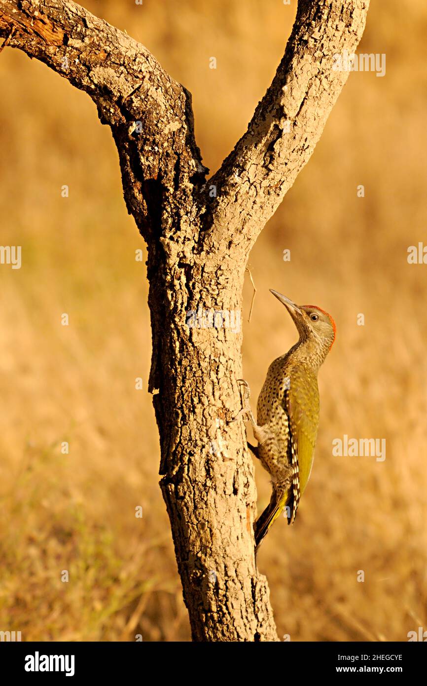 The Iberian woodpecker, or simply Iberian woodpecker, is a species of ...