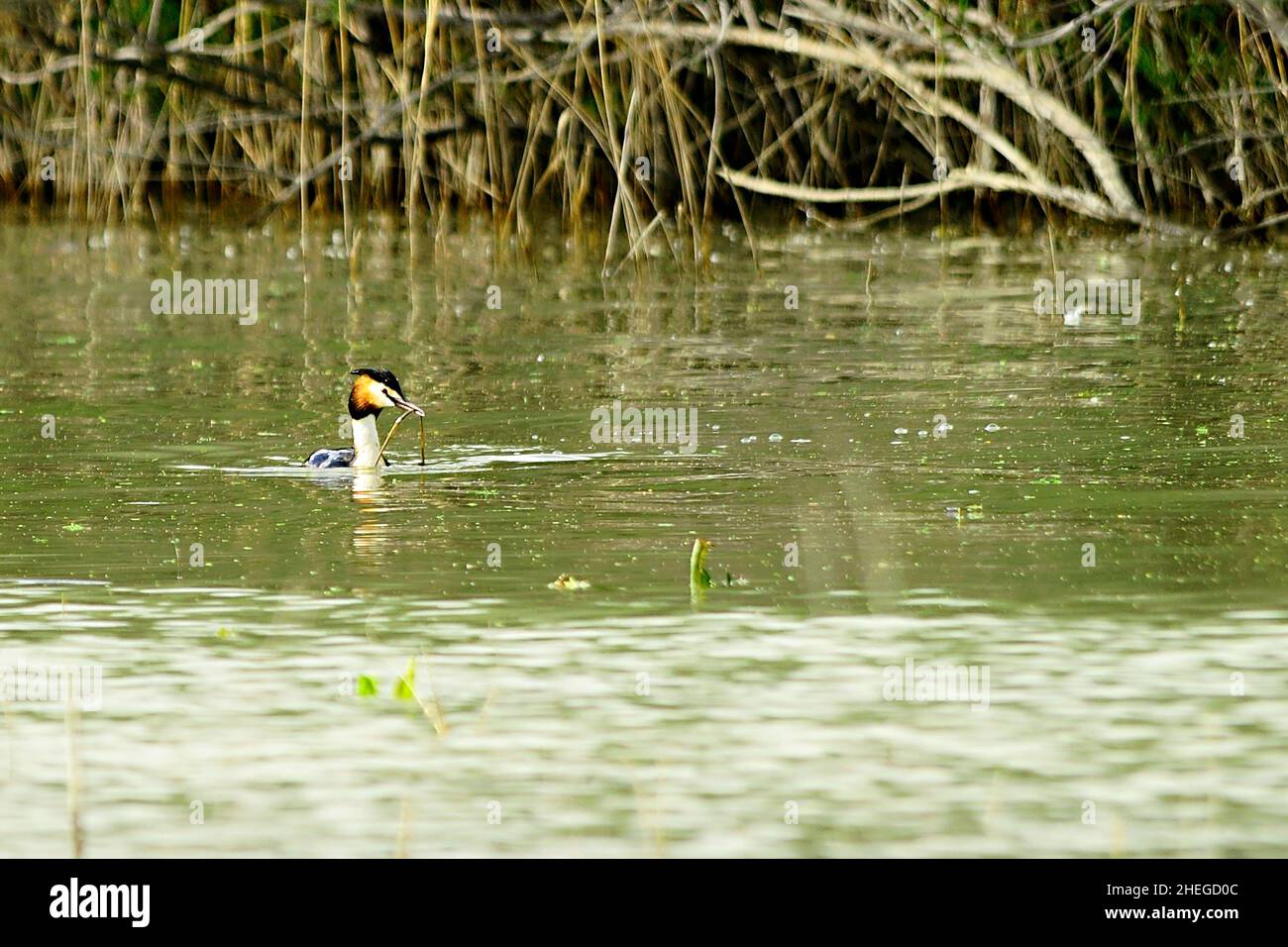 Podiceps cristatus - The great crested grebe is a species of ...