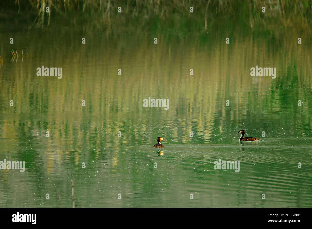 Podiceps cristatus - The great crested grebe is a species of ...