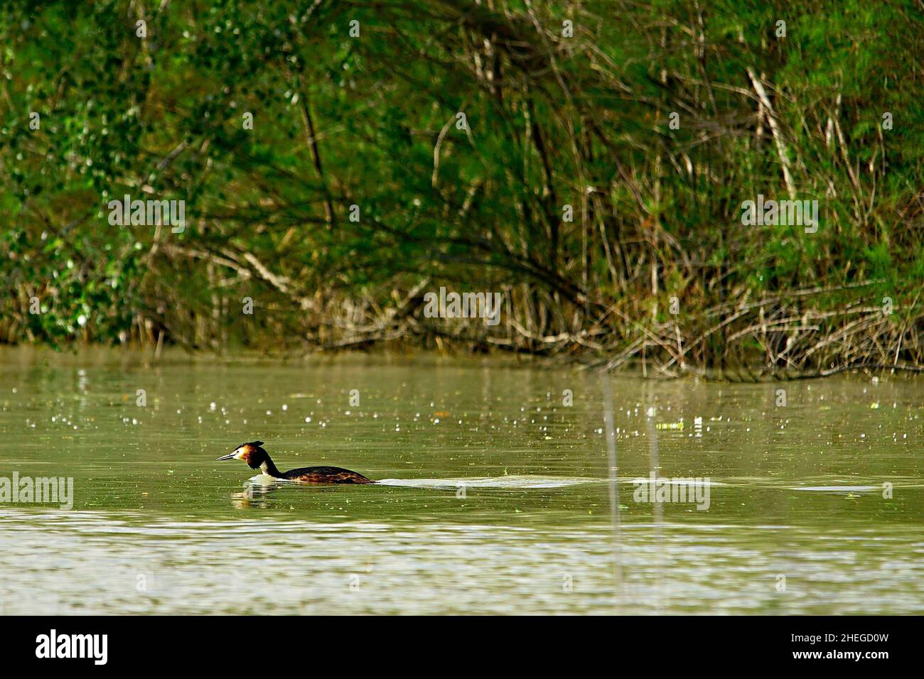 Podiceps cristatus - The great crested grebe is a species of ...