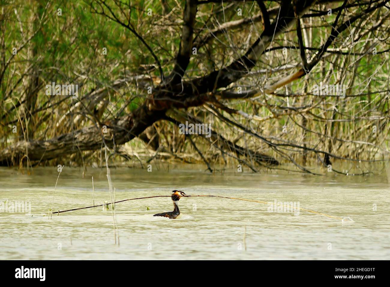 Podiceps cristatus - The great crested grebe is a species of ...