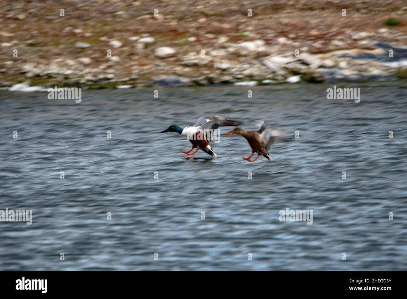 The common spoon, is a species of anseriform bird of the Anatidae ...