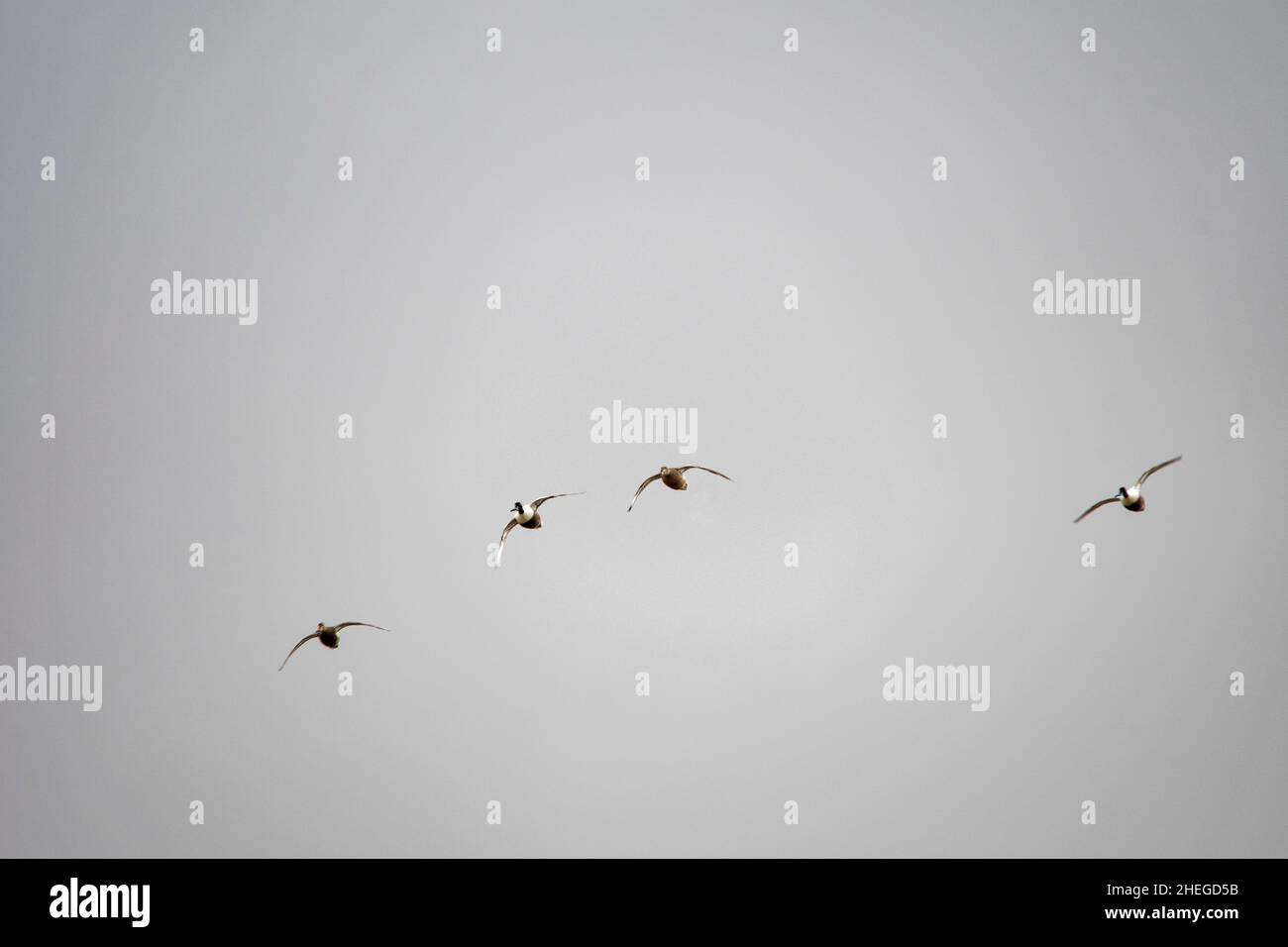 The common spoon, is a species of anseriform bird of the Anatidae ...