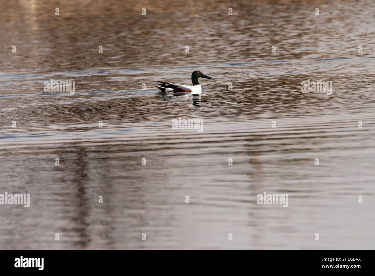 The common spoon, is a species of anseriform bird of the Anatidae ...