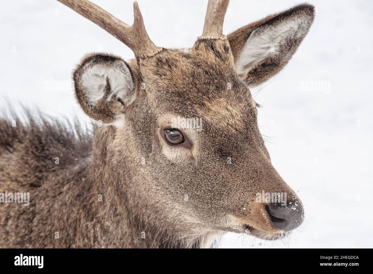 Altai wapiti (maral) in snowy winter forest in the nature reserve ...