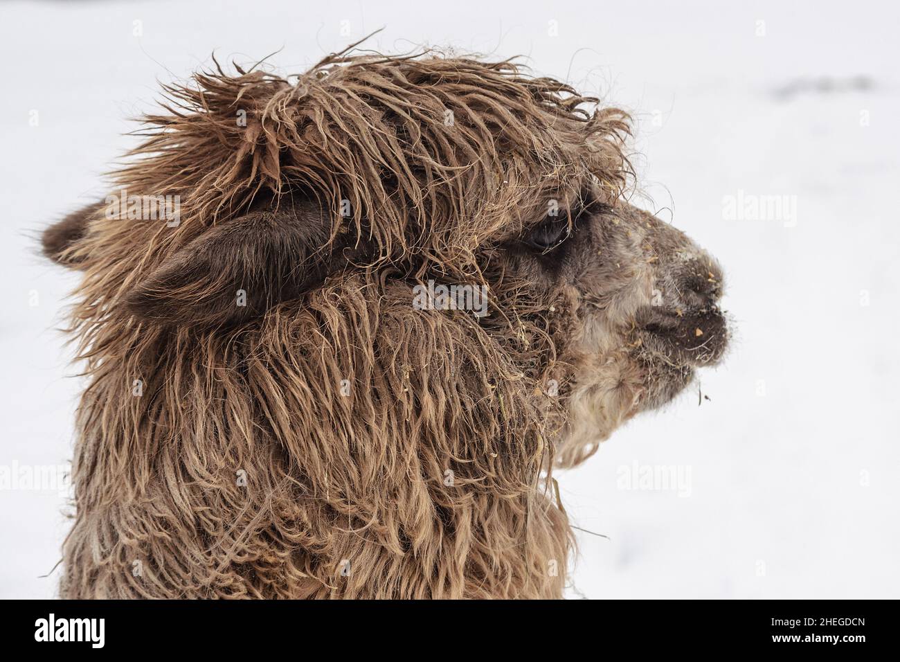 Alpaca in nature reserve in winter day Stock Photo - Alamy