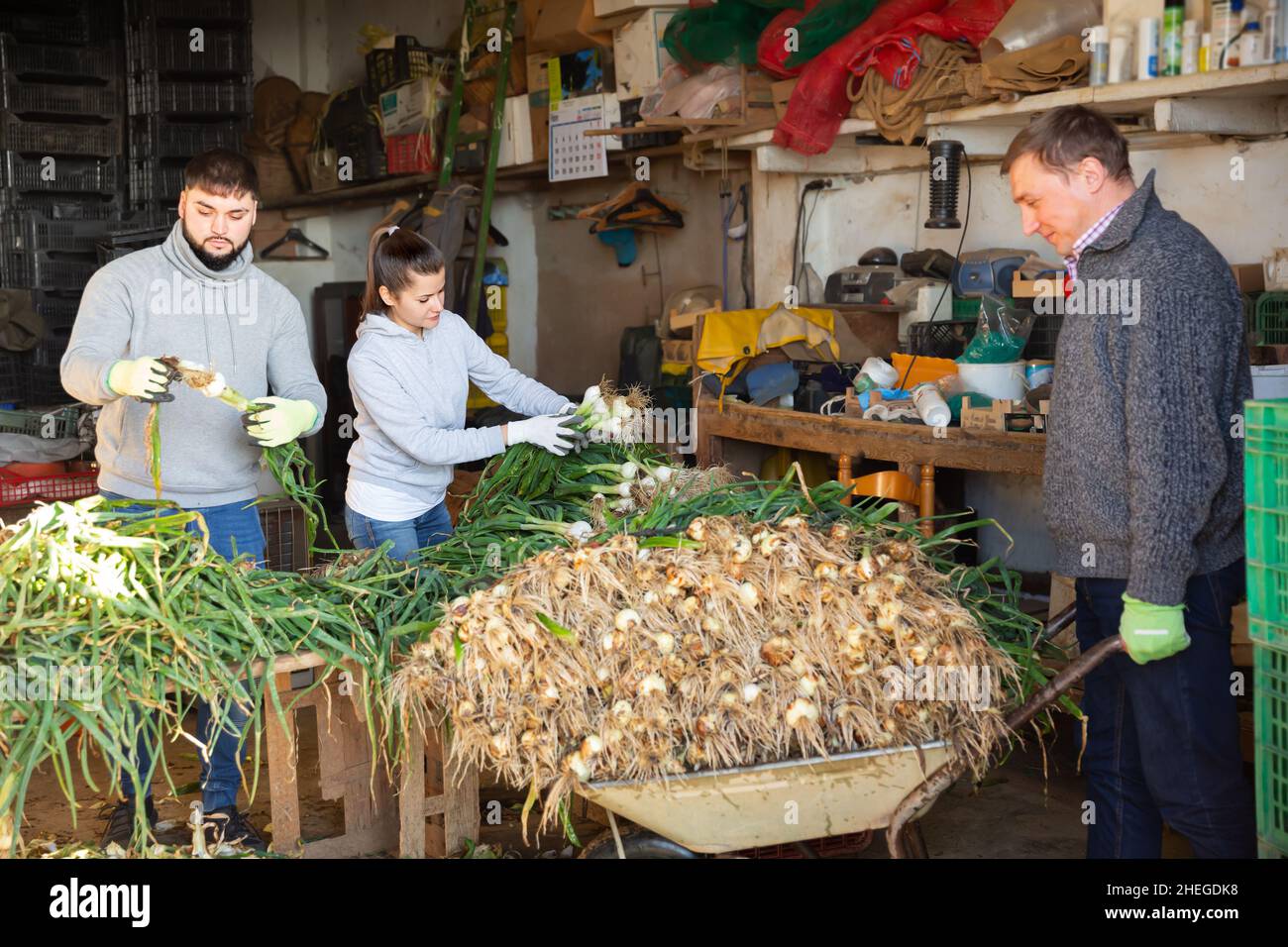 Glad family sorting harvested green onions Stock Photo - Alamy