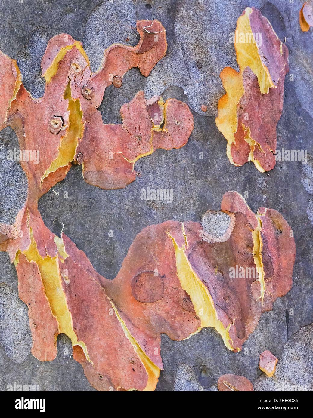 Sydney red gum tree hi-res stock photography and images - Alamy