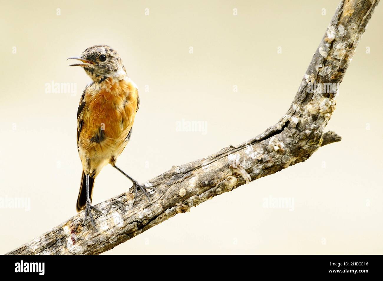 Saxicola torquatus - The African stone stone is a species of passerine ...