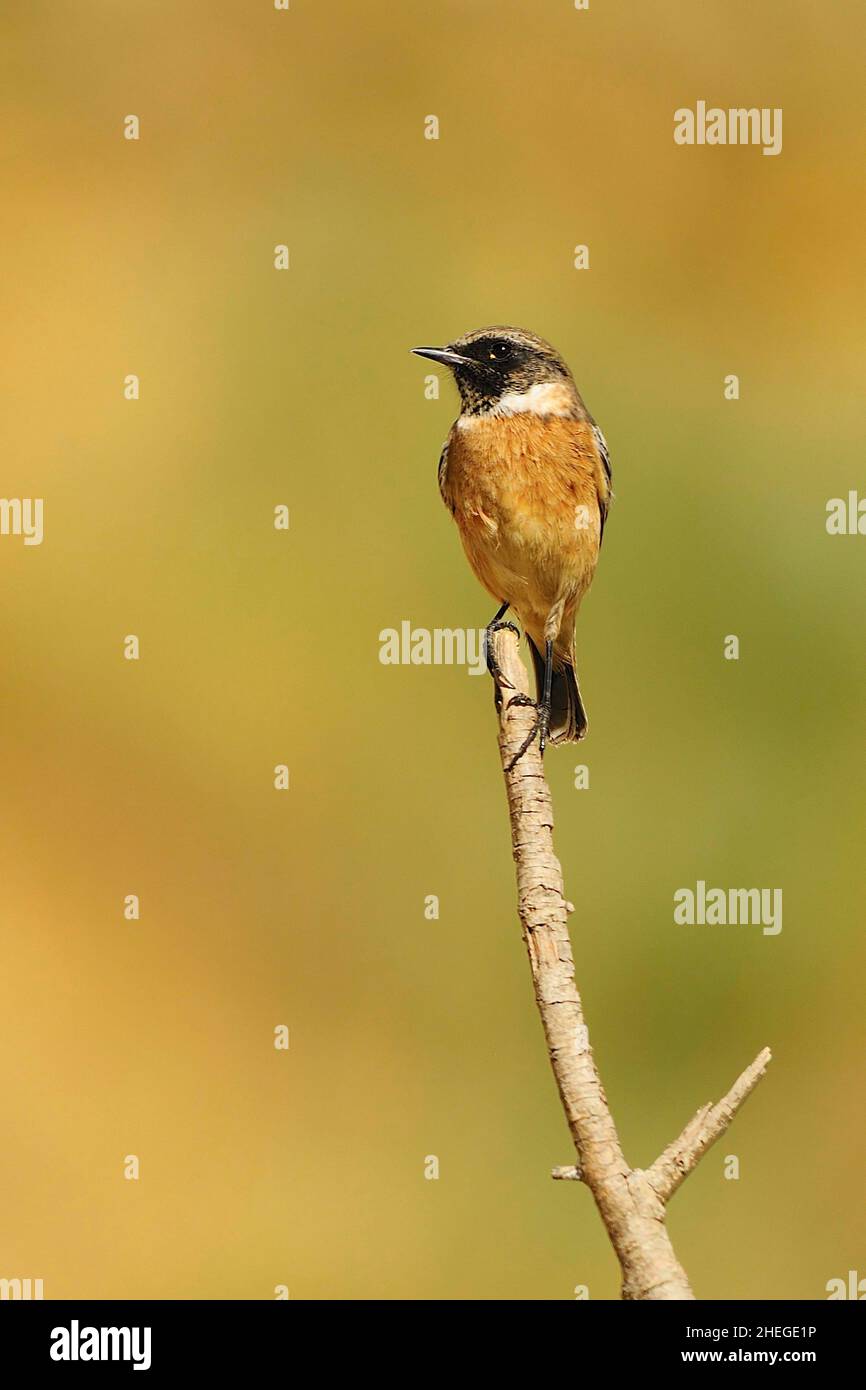 Saxicola torquatus - The African stone stone is a species of passerine ...