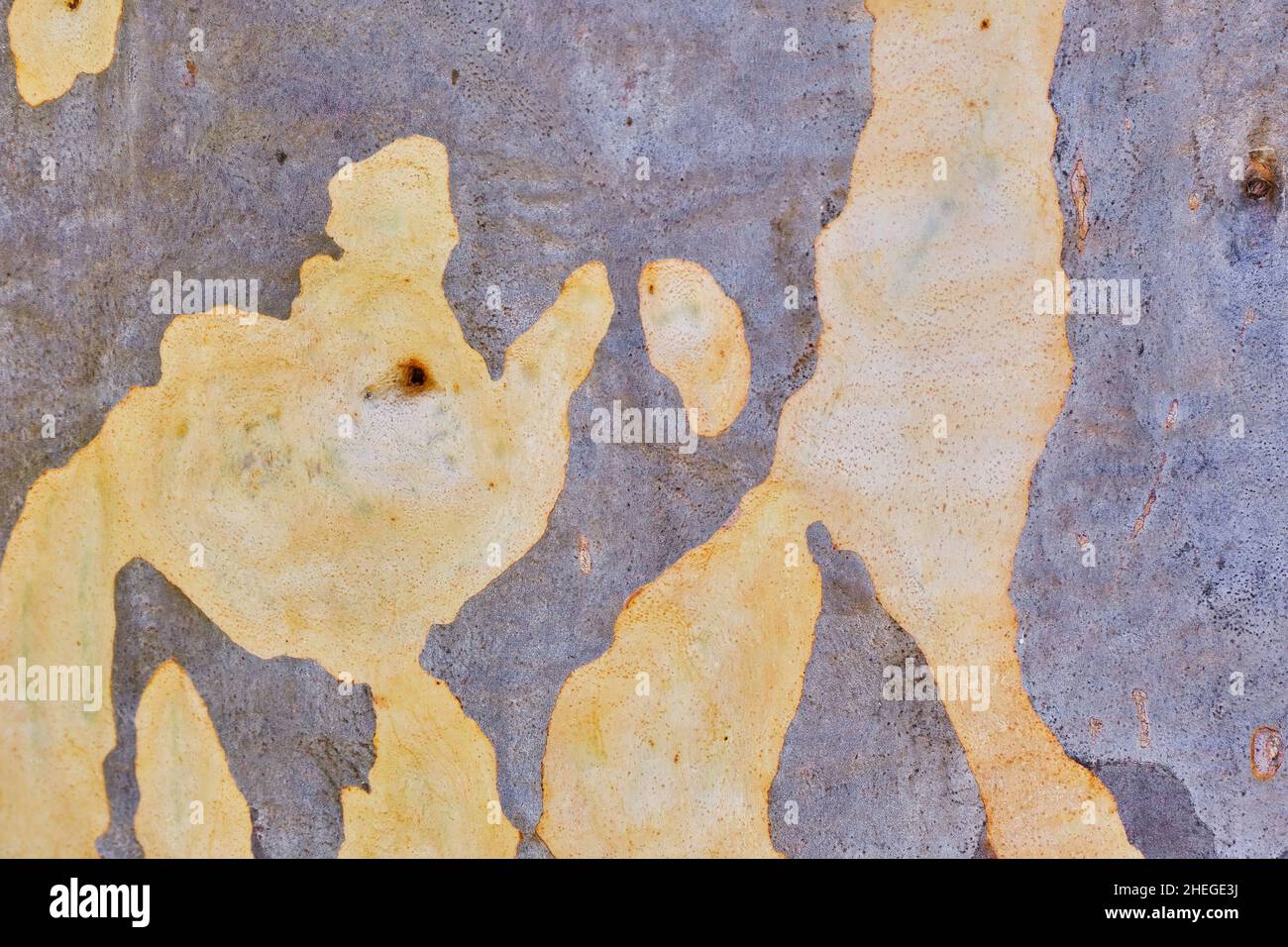 Spotted gum hi-res stock photography and images - Alamy