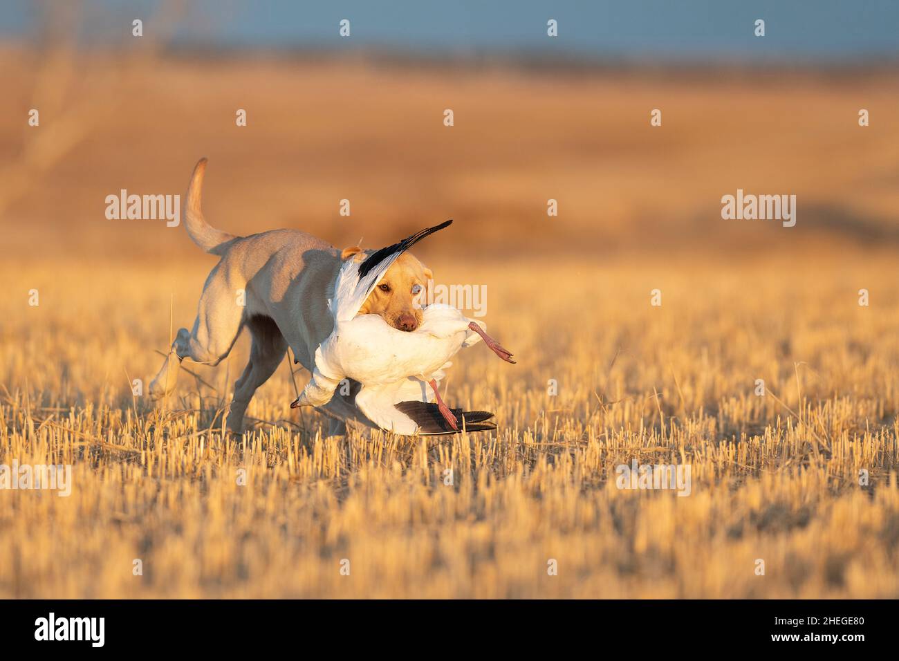 A Labrador Retriever with a Snow goose on the ND prairie Stock Photo ...