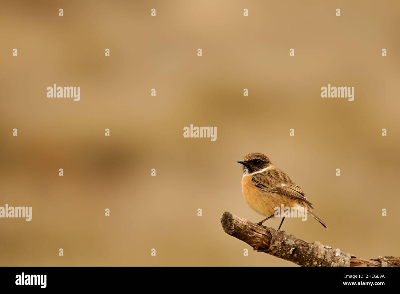 The African stone stone is a species of passerine bird in the ...