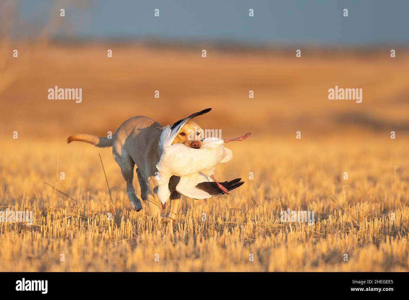 A Labrador Retriever with a Snow goose on the ND prairie Stock Photo ...